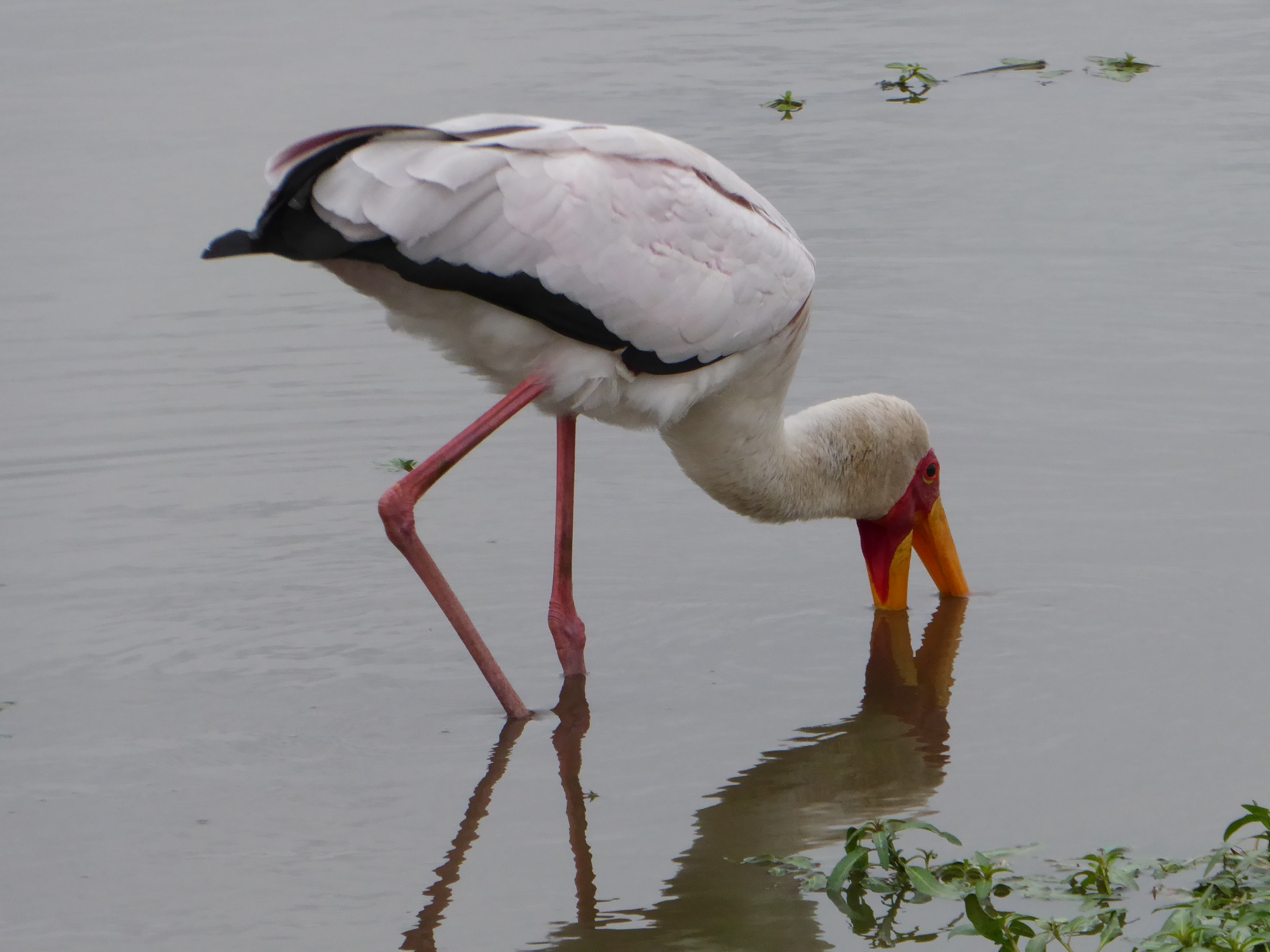 Paula Gilhooley…Birds of Sunset Dam in KNP – travelswithpaulagilhooley