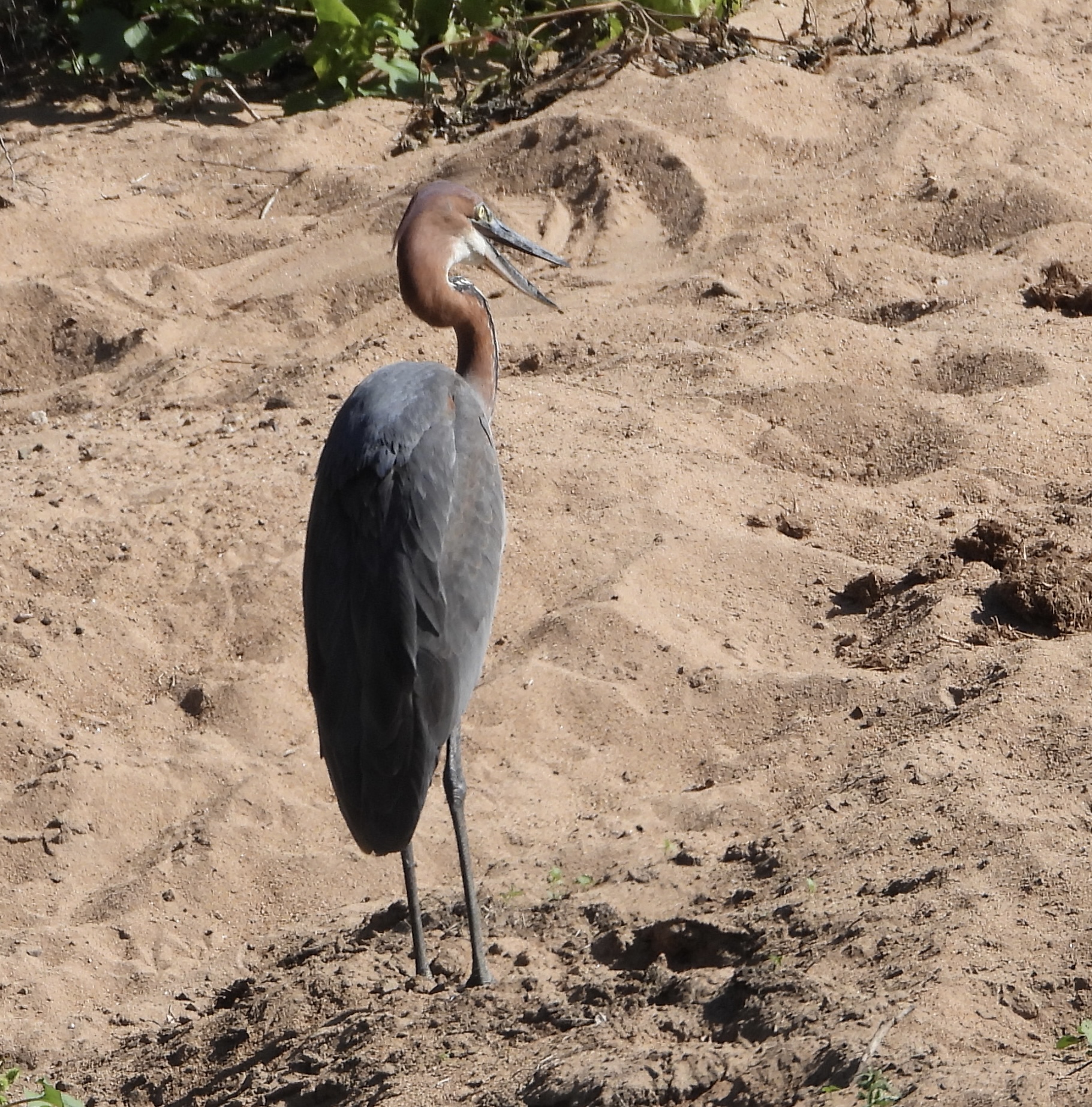 Goliath Heron – travelswithpaulagilhooley